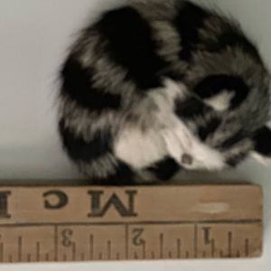 Other | Realistic Miniature Cat Figurine Furry Calico Miniature | Poshmark